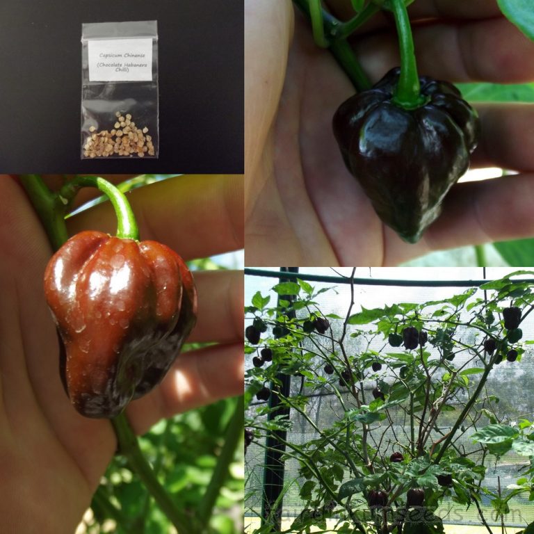 Chilli Chocolate Habanero Capsicum Chinense Seeds | Fair Dinkum Seeds