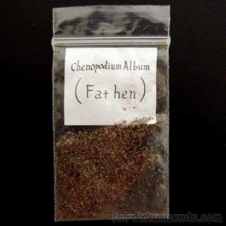 Fat Hen Chenopodium Album Dirty Dick Bathua Seeds | Fair Dinkum Seeds