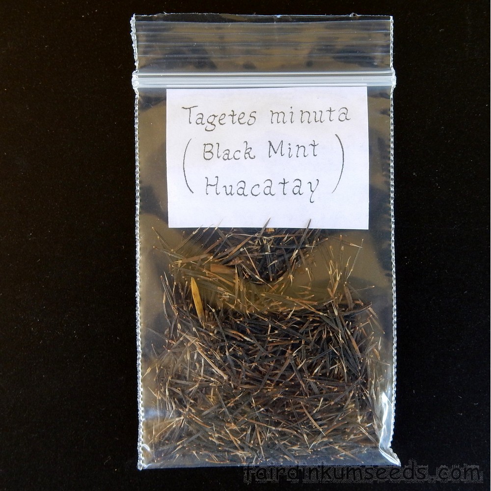 Huacatay Black Mint Tagetes Minuta Seeds | Fair Dinkum Seeds