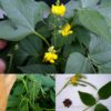 Rice Paddy Bean Vigna Umbellata Seeds | Fair Dinkum Seeds
