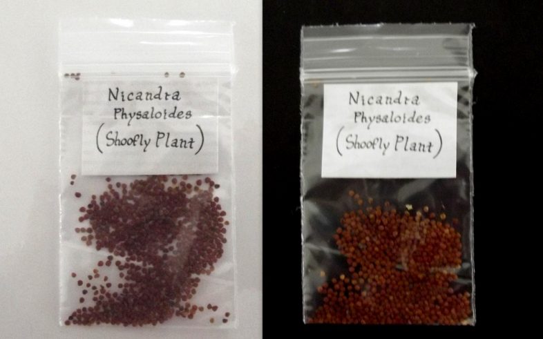 Shoofly Plant Nicandra Physalodes Seeds | Fair Dinkum Seeds