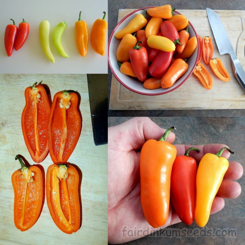 Sweet Banana Capsicum Annuum Seeds | Fair Dinkum Seeds