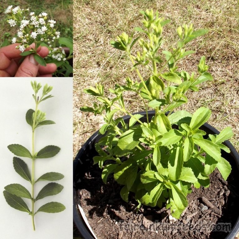 Sweet Leaf Stevia Rebaudiana Seeds | Fair Dinkum Seeds