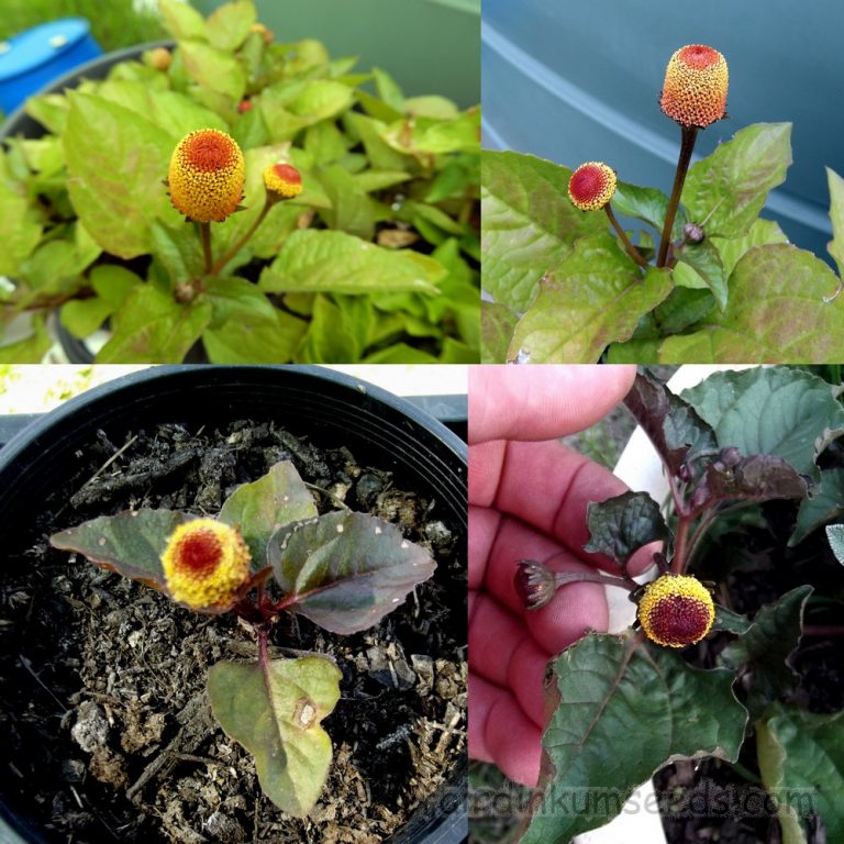 Spilanthes Oleracea Lemon Drop Toothache Plant Seeds | Fair Dinkum Seeds