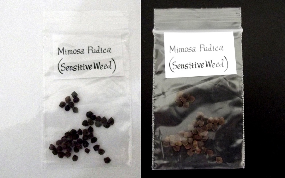 Mimosa Pudica Sensitive Weed Touch Me Not Seeds | Fair Dinkum Seeds
