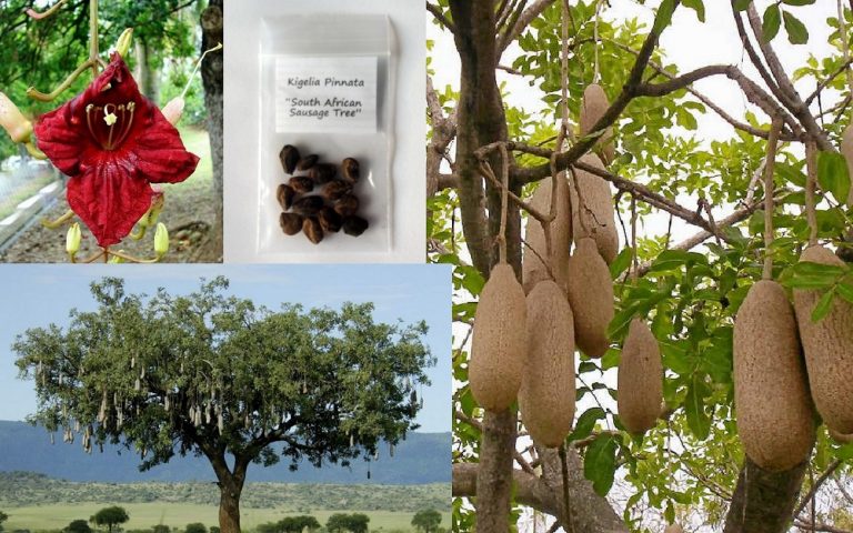 Sausage Tree Kigelia Africana Pinnata Seeds | Fair Dinkum Seeds