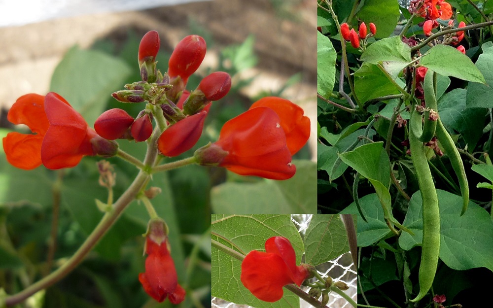 Red Flowers On Runner Beans | Best Flower Site