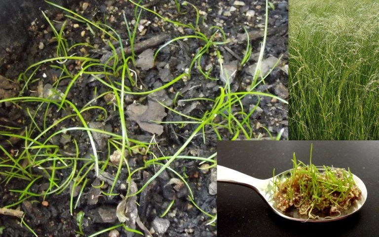 Teff Eragrostis Tef Xaafii Grass Seeds | Fair Dinkum Seeds