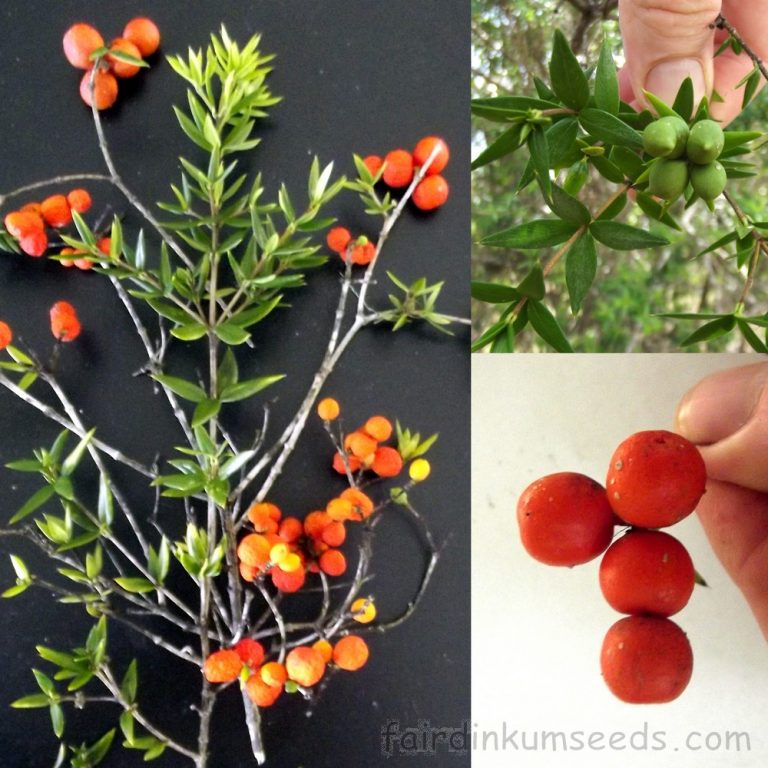 Chain Fruit Native Holly Alyxia Ruscifolia Seeds | Fair Dinkum Seeds