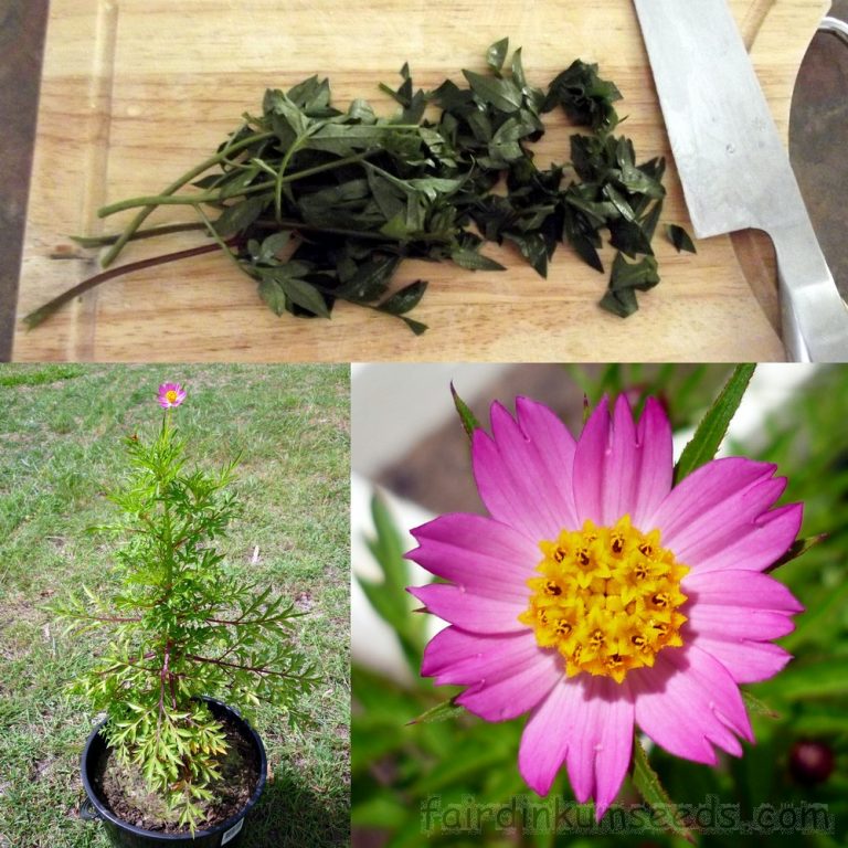 Ulam Raja Wild Edible Cosmos Caudatus Seeds | Fair Dinkum Seeds