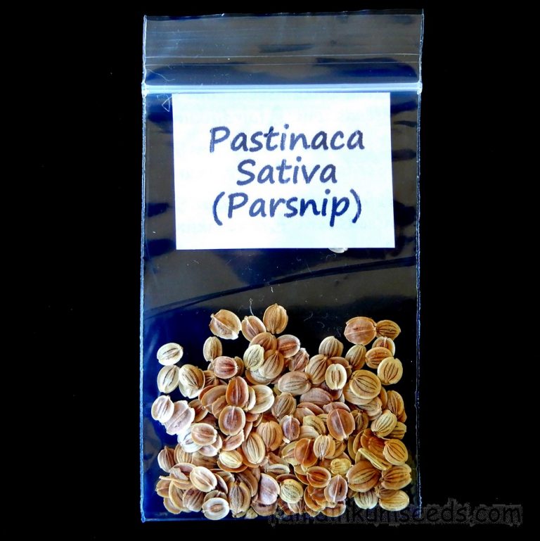 Parsnip Hollow Crown Pastinaca Sativa Seeds Fair Dinkum Seeds