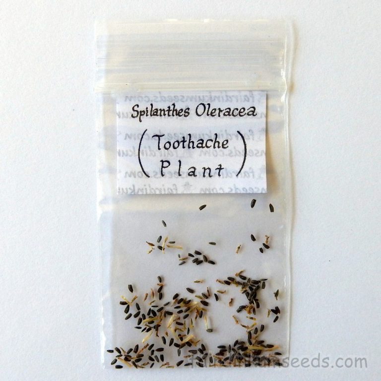 Spilanthes Oleracea Lemon Drop Toothache Plant Seeds | Fair Dinkum Seeds