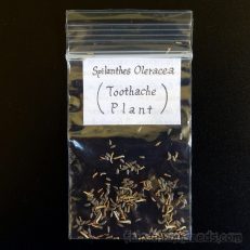 Spilanthes Oleracea Lemon Drop Toothache Plant Seeds | Fair Dinkum Seeds