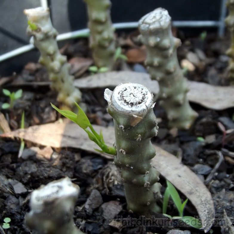 Tinospora Cordifolia Guduchi Amrita Cuttings | Fair Dinkum Seeds