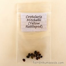 Crotalaria Mitchellii Native Yellow Rattlepod Seeds | Fair Dinkum Seeds