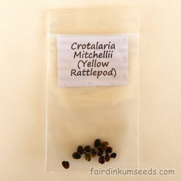 Crotalaria Mitchellii Native Yellow Rattlepod Seeds | Fair Dinkum Seeds