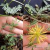 Native Sensitive Weed Neptunia Gracilis Seeds | Fair Dinkum Seeds