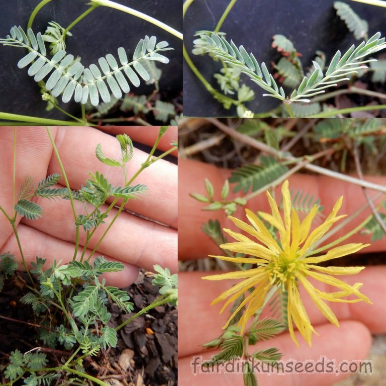 Native Sensitive Weed Neptunia Gracilis Seeds | Fair Dinkum Seeds