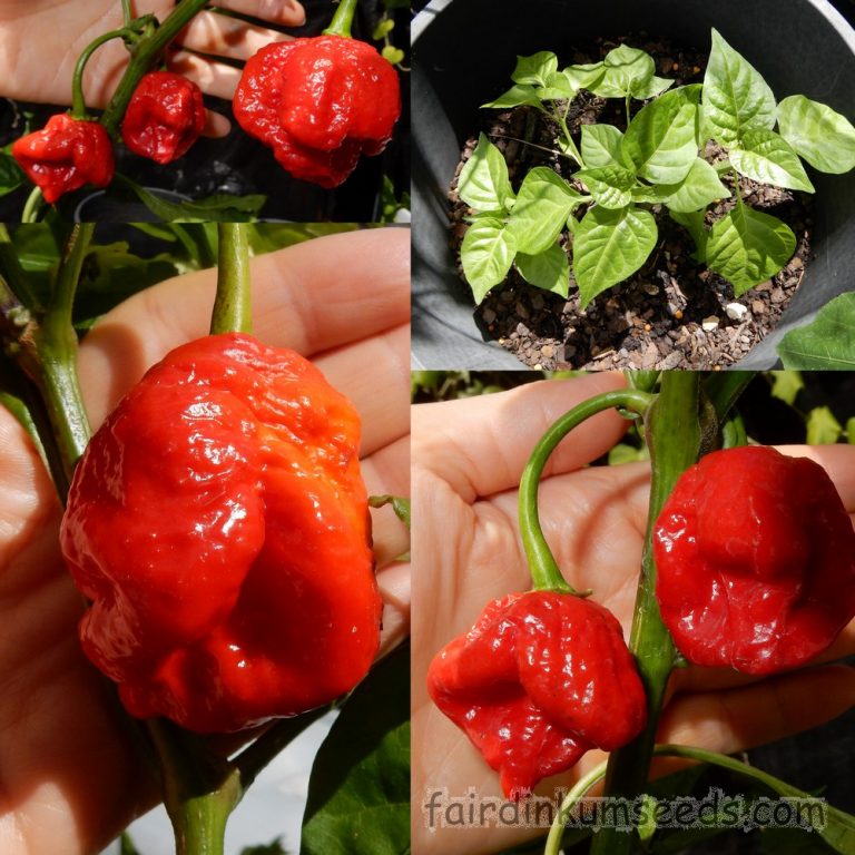 Butch T Trinidad Scorpian Chilli Capsicum Chinense Seeds | Fair Dinkum ...