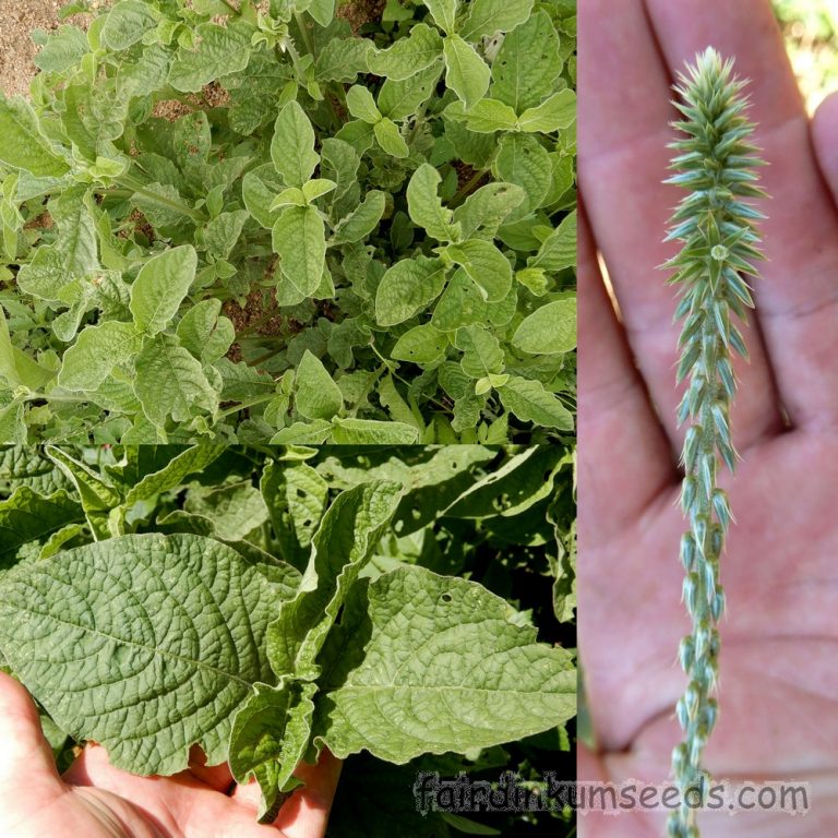 Achyranthes Aspera Devil’s Horsewhip Chaff Flower Seeds | Fair Dinkum Seeds