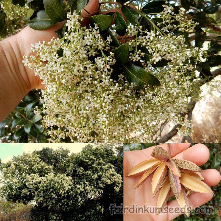Leopard Ash Tree Flindersia Collina Seeds | Fair Dinkum Seeds