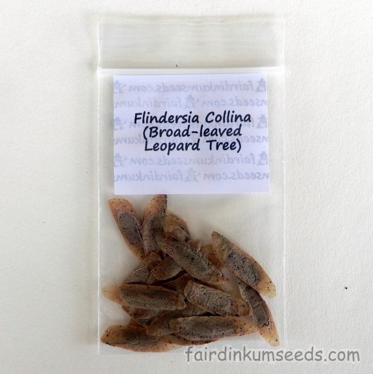 Leopard Ash Tree Flindersia Collina Seeds | Fair Dinkum Seeds