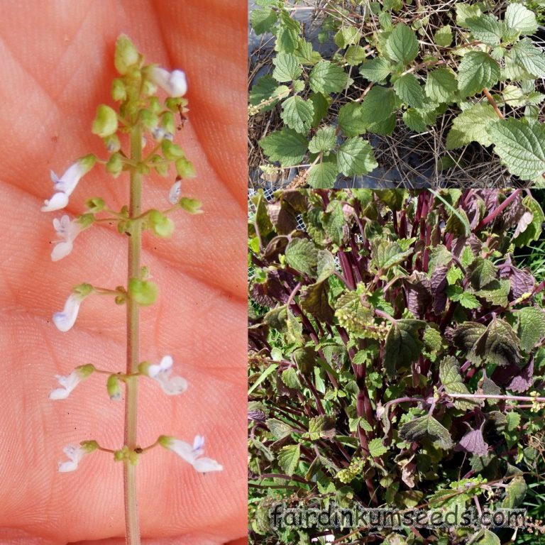 Plectranthus Parviflorus Flea Bush Native Basil Seeds | Fair Dinkum Seeds