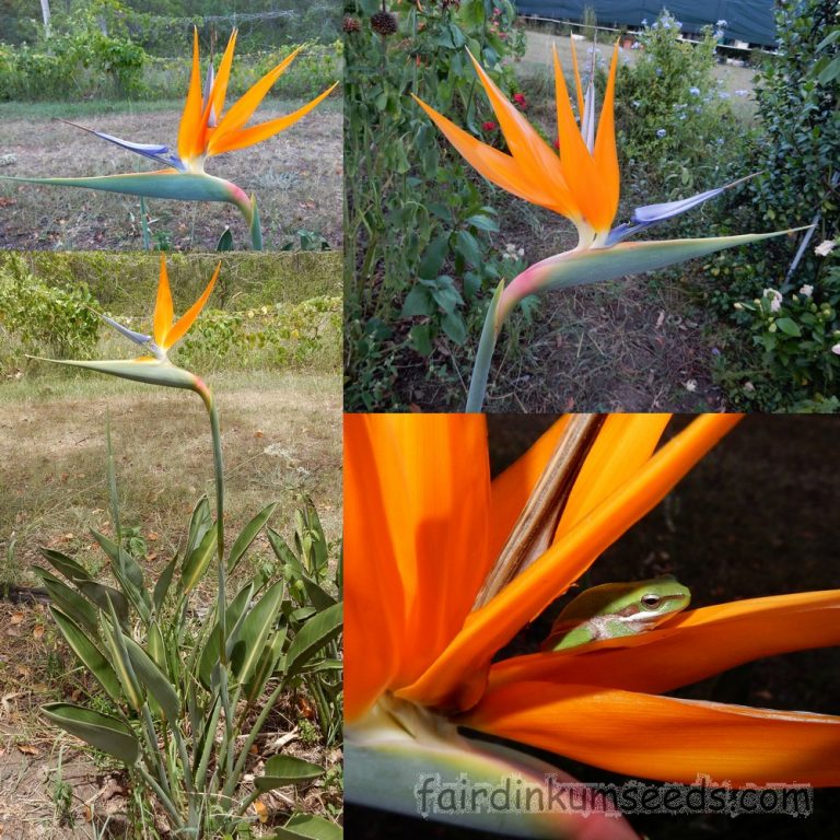 Strelitzia Reginae Bird of Paradise Seeds | Fair Dinkum Seeds