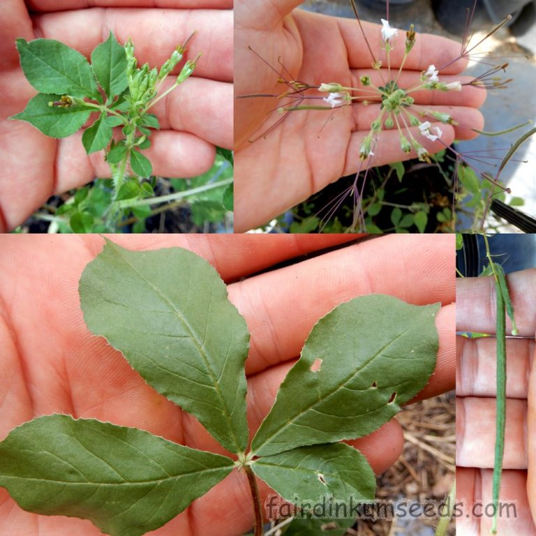 Shona Cabbage Cleome Gynandra African Spider Plant Seeds | Fair Dinkum ...