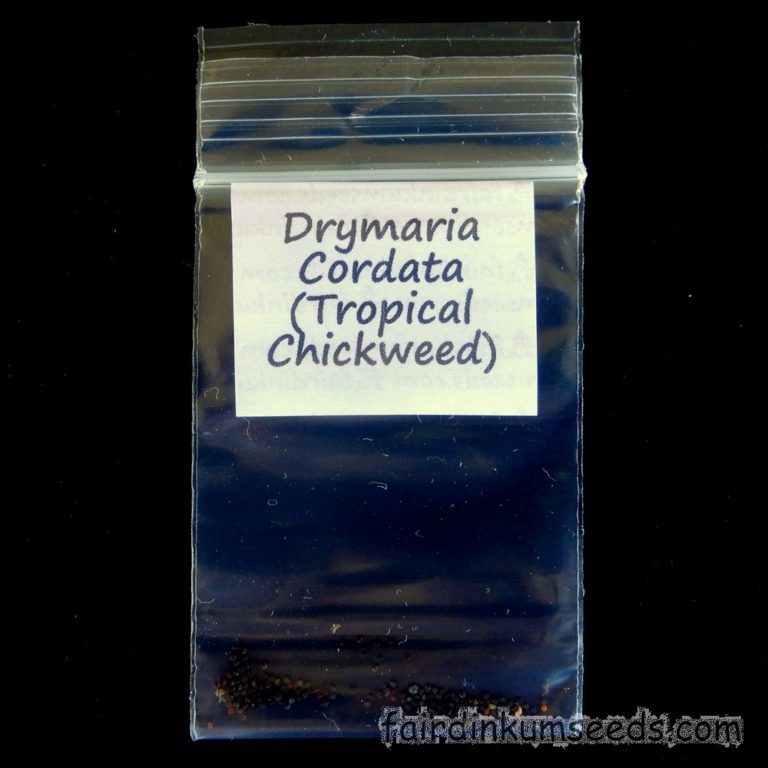 Tropical Chickweed Drymaria Cordata Seeds | Fair Dinkum Seeds