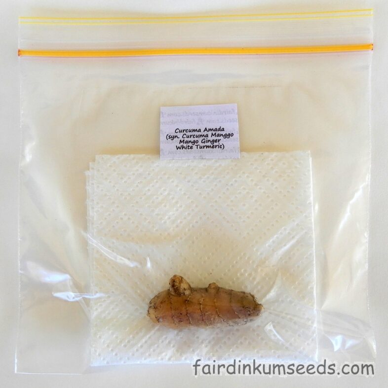 Curcuma Amada Mango Ginger White Turmeric Root | Fair Dinkum Seeds