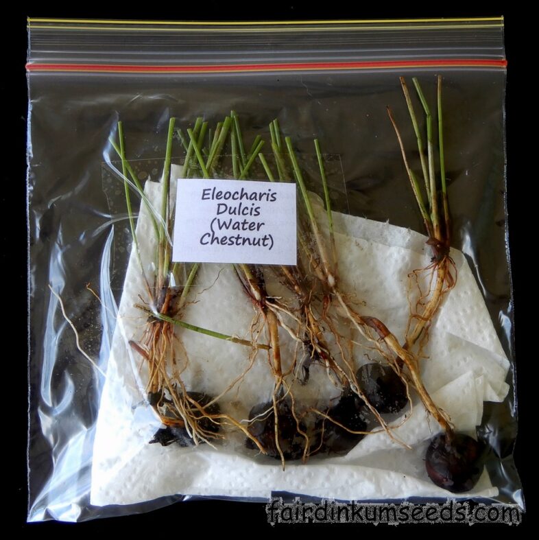 Waterchestnut Tuber Eleocharis Dulcis Corms Roots | Fair Dinkum Seeds