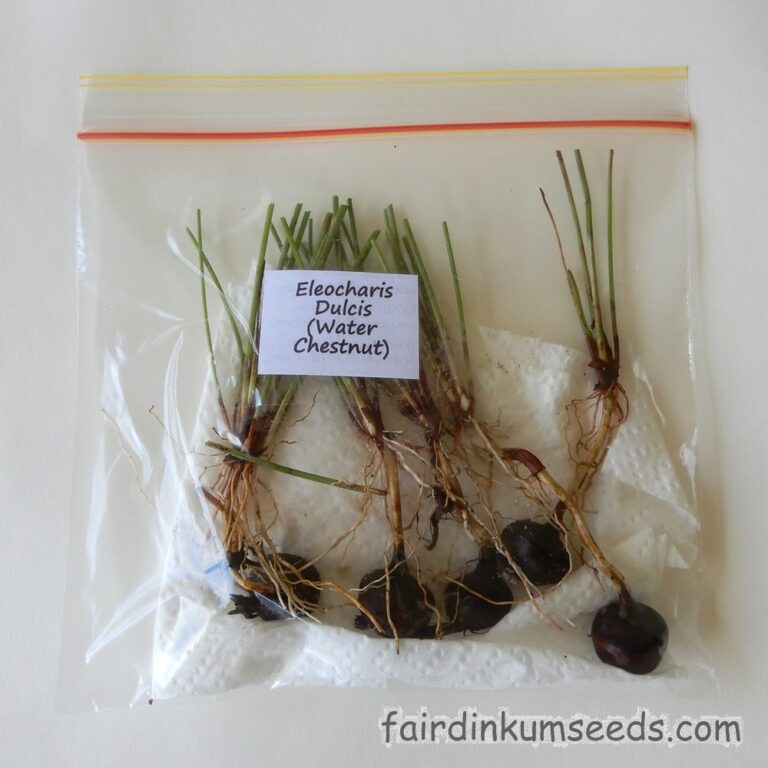 Waterchestnut Tuber Eleocharis Dulcis Corms Roots | Fair Dinkum Seeds