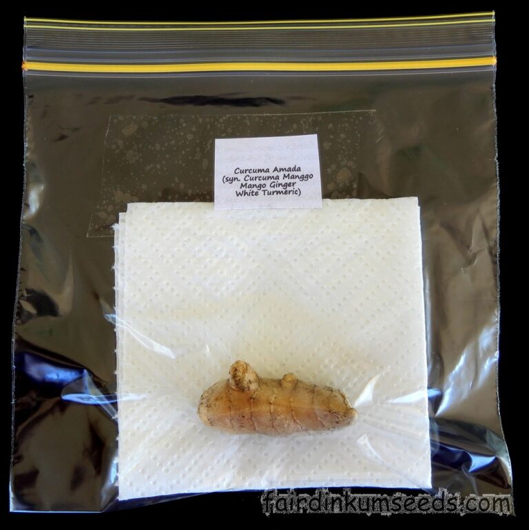 Curcuma Amada Mango Ginger White Turmeric Root | Fair Dinkum Seeds