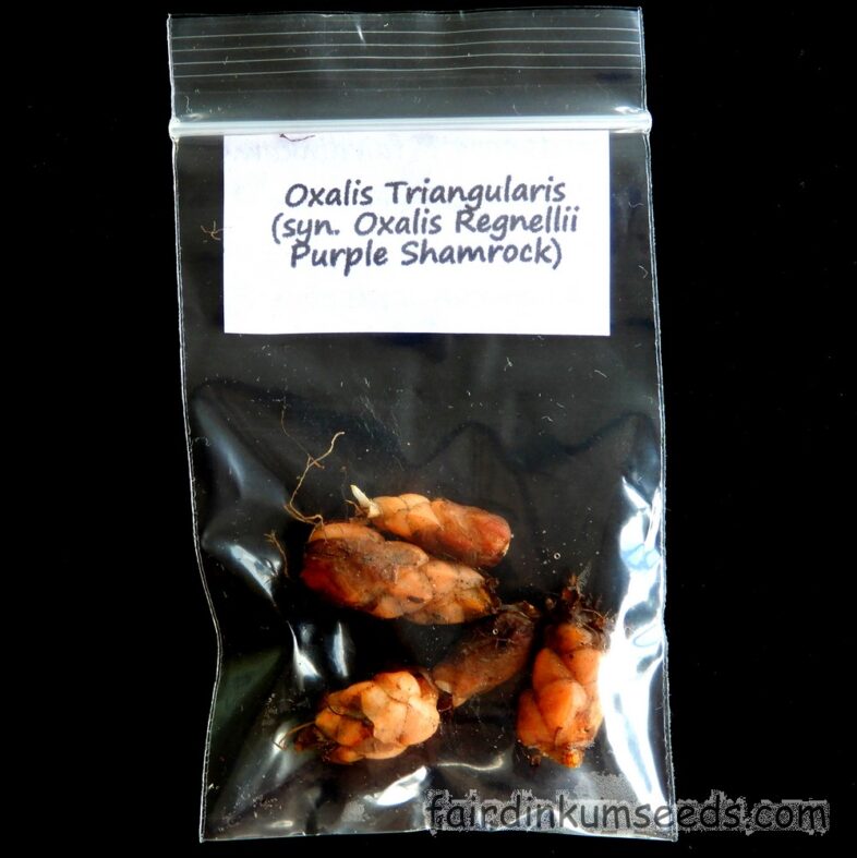 Purple Shamrock Clover Oxalis Triangularis Regnellii Bulbs | Fair ...