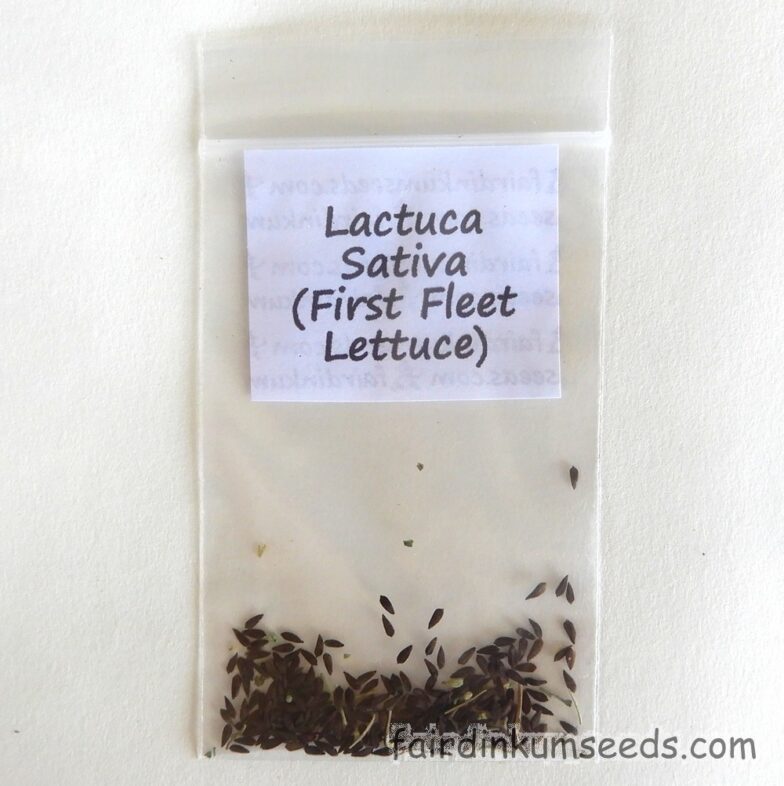 First Fleet Heirloom Lettuce Lactuca Sativa Seeds | Fair Dinkum Seeds