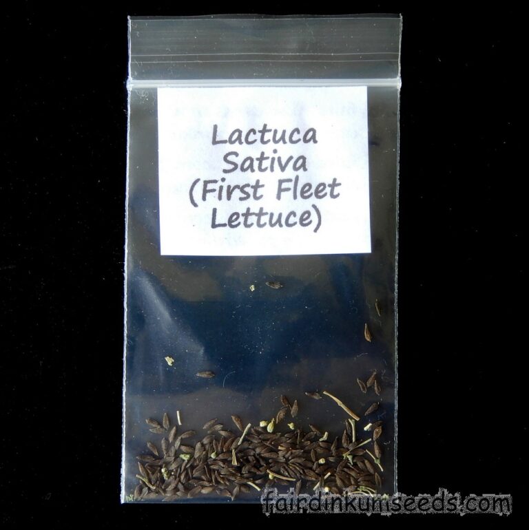 First Fleet Heirloom Lettuce Lactuca Sativa Seeds | Fair Dinkum Seeds