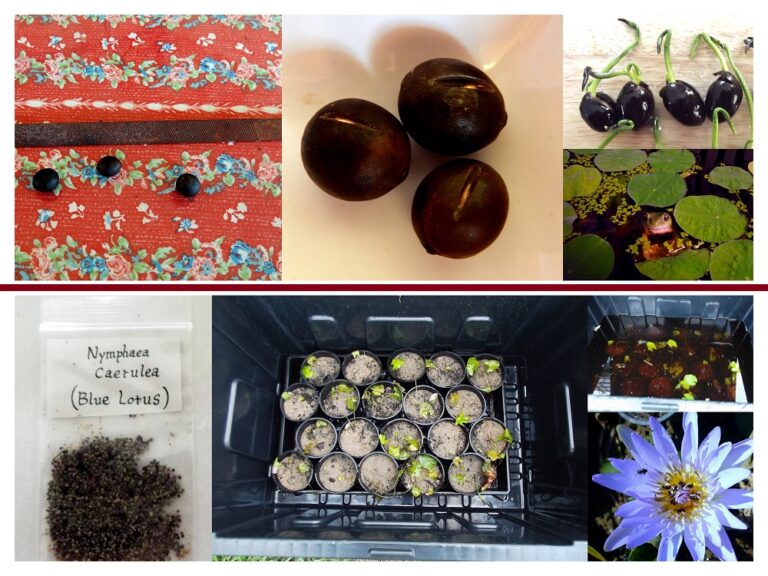 Germinating Nelumbo and Nymphaea Lotus Seeds | Fair Dinkum Seeds
