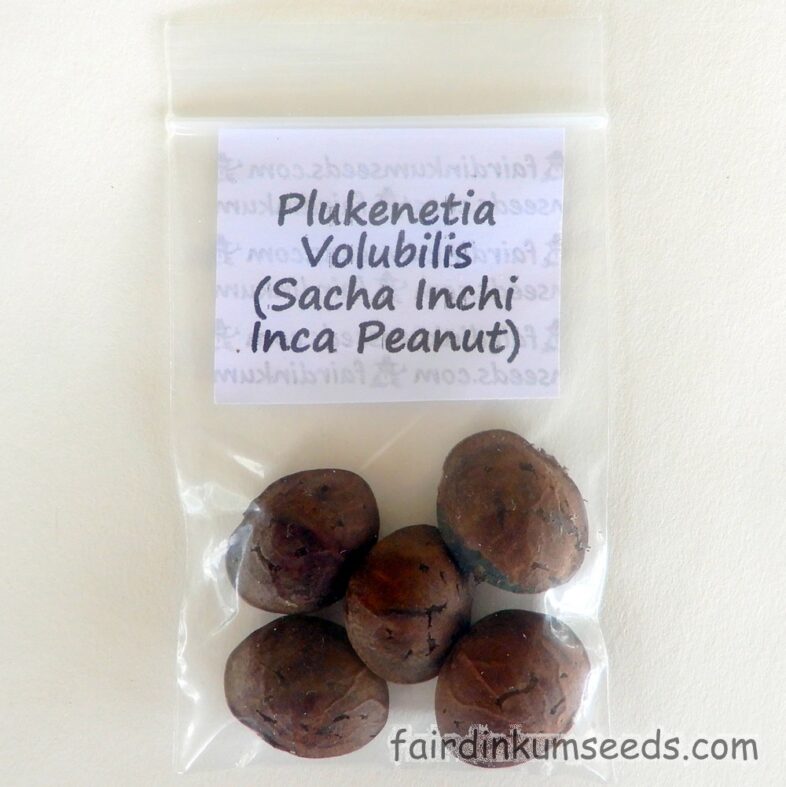 Inca Peanut Sacha Inchi Plukenetia Volubilis Seeds | Fair Dinkum Seeds