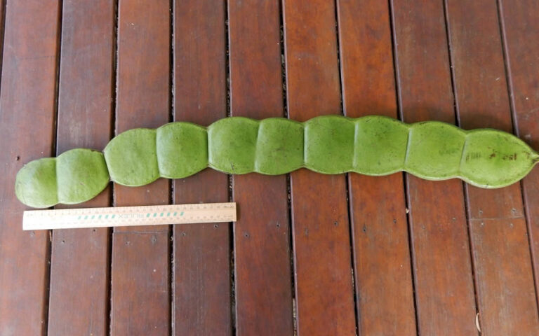 Rare Australian Native Seeds | Fair Dinkum Seeds