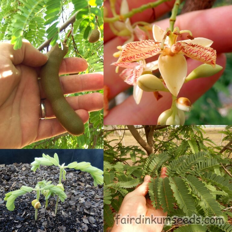 Sweet Sour Tamarind Tamarindus Indica Seeds | Fair Dinkum Seeds