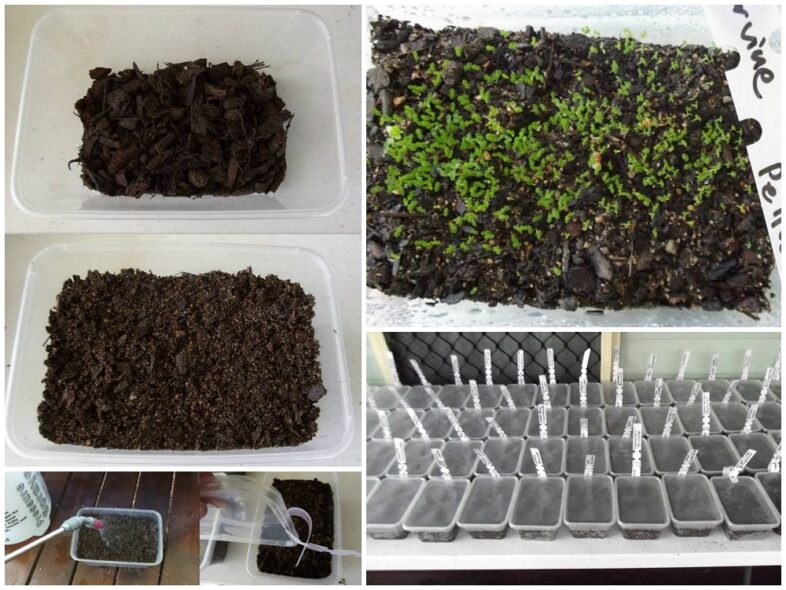 Tiny Seeds and Cold Climate Germination | Fair Dinkum Seeds