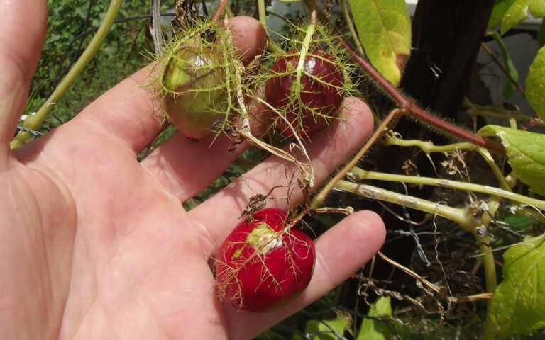 Unusual Rare Fruit Seeds | Fair Dinkum Seeds