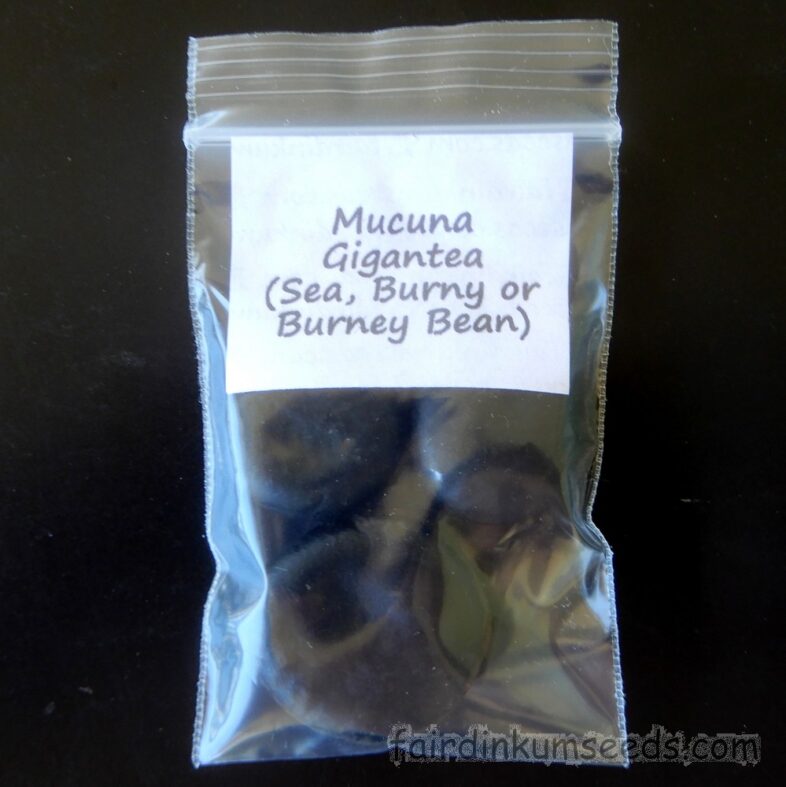 Burny Beans Mucuna Gigantea Burney Bean Seeds | Fair Dinkum Seeds