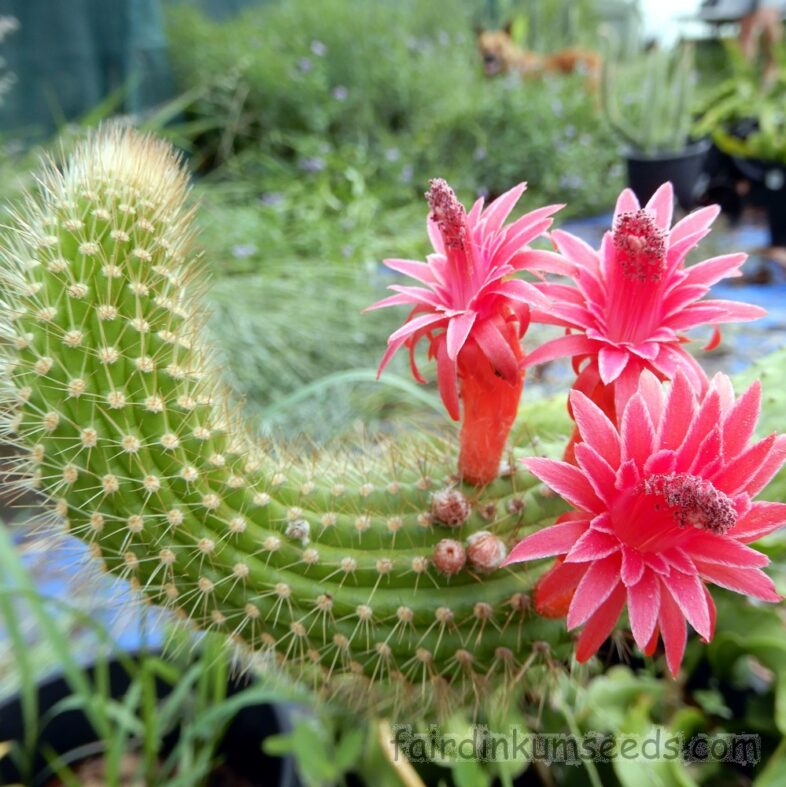 Cleistocactus Samaipatanus Golden Rats Tail Cactus | Fair Dinkum Seeds