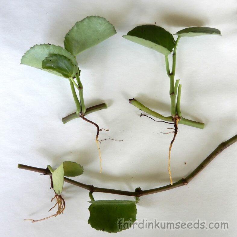 Peruvian Round Leaf Grape Cissus Rotundifolia Cuttings | Fair Dinkum Seeds