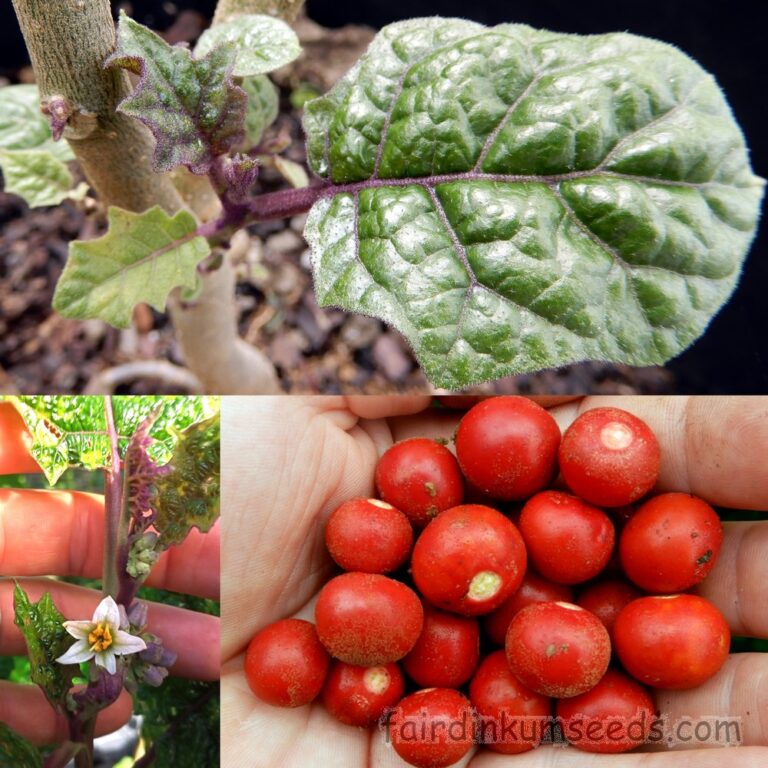 Solanum Stramonifolium Inerme Baquicha Coconilla Seeds | Fair Dinkum Seeds