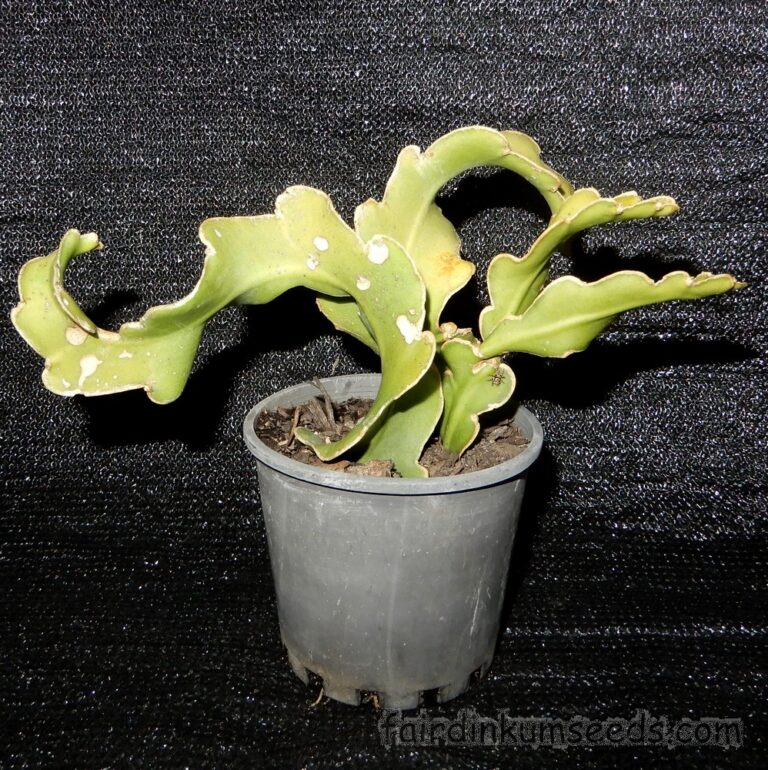 Epiphyllum Guatemalense Monstrosa Curly Sue Locks Plant | Fair Dinkum Seeds