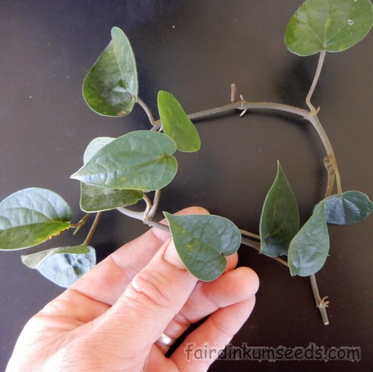 Native Pepper Vine Piper Hederaceum Rooted Cuttings | Fair Dinkum Seeds