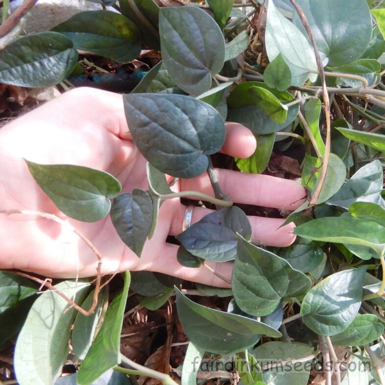 Native Pepper Vine Piper Hederaceum Rooted Cuttings | Fair Dinkum Seeds